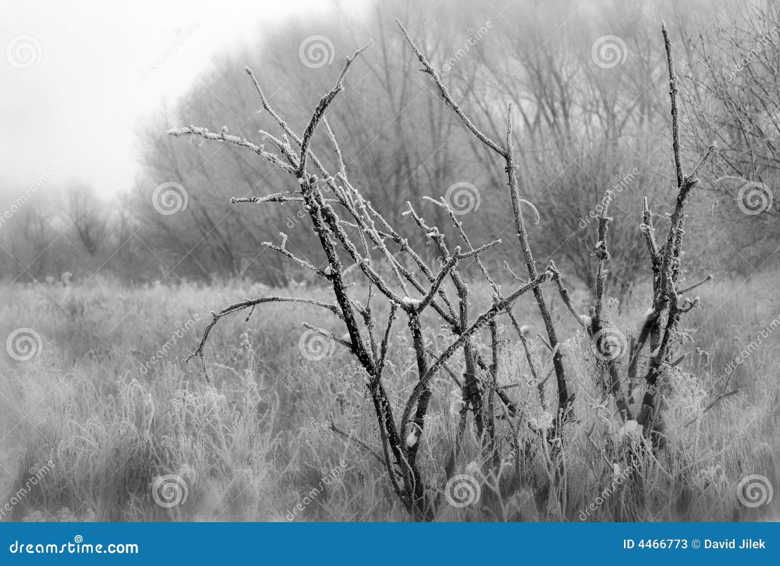 Heavy Frost stock image. Image of lost, white, dead, branches - 4466773