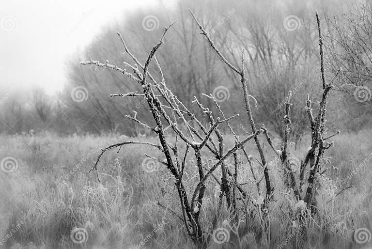 Heavy Frost stock image. Image of lost, white, dead, branches - 4466773