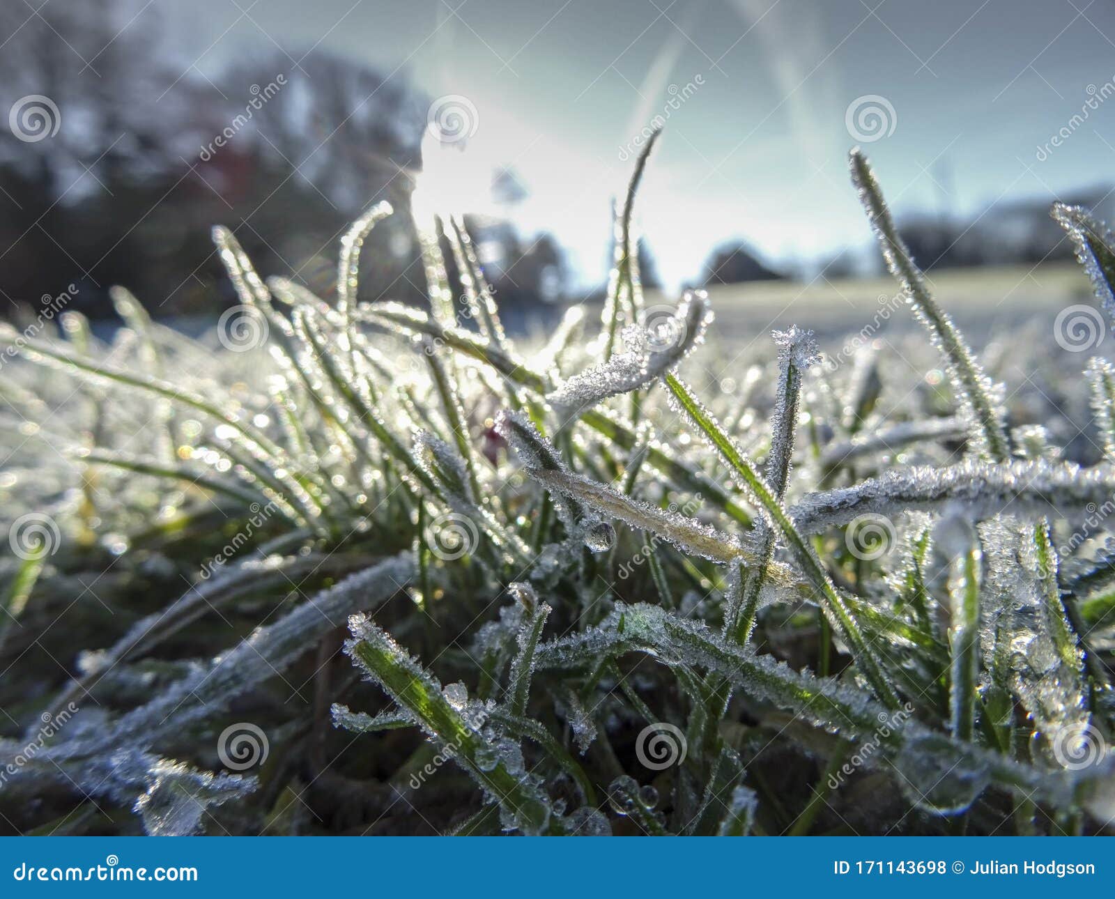 A Heavy Frost Covers Blades of Grass Backlight by Winters Sunshine ...