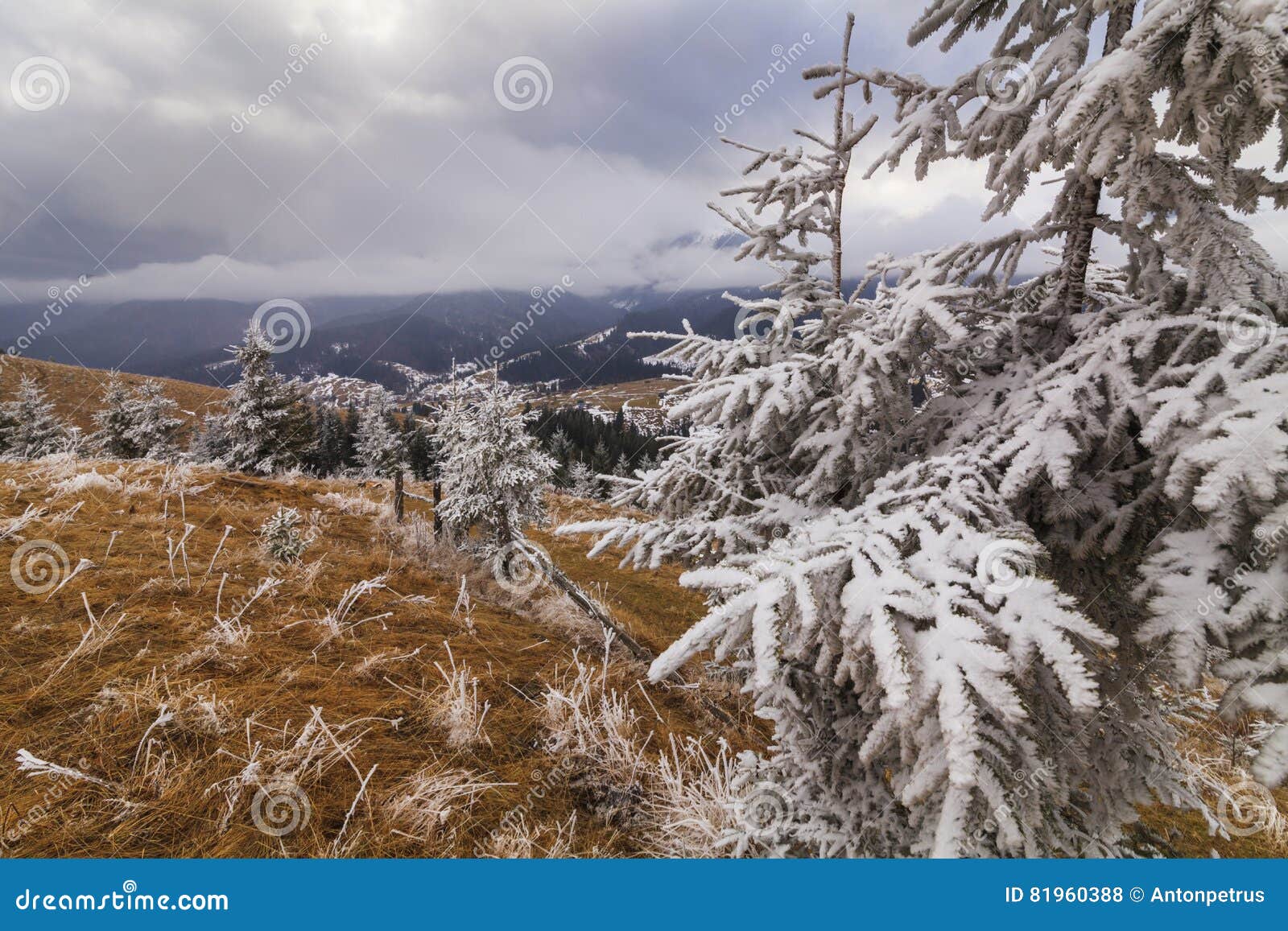 Heavy Frost in the Mountains Stock Photo - Image of natural, background ...