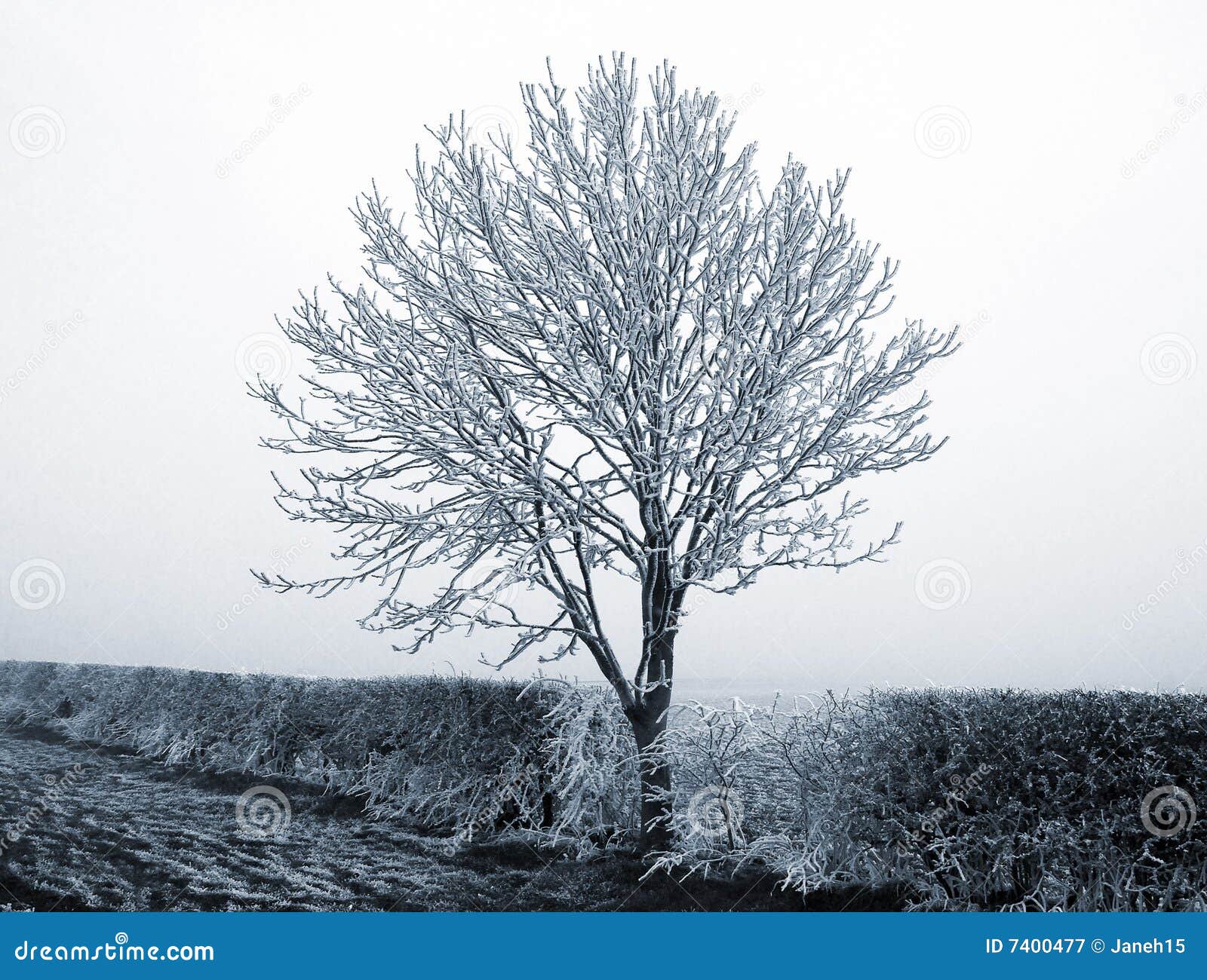 Heavy frost on tree stock image. Image of cold, grass - 7400477