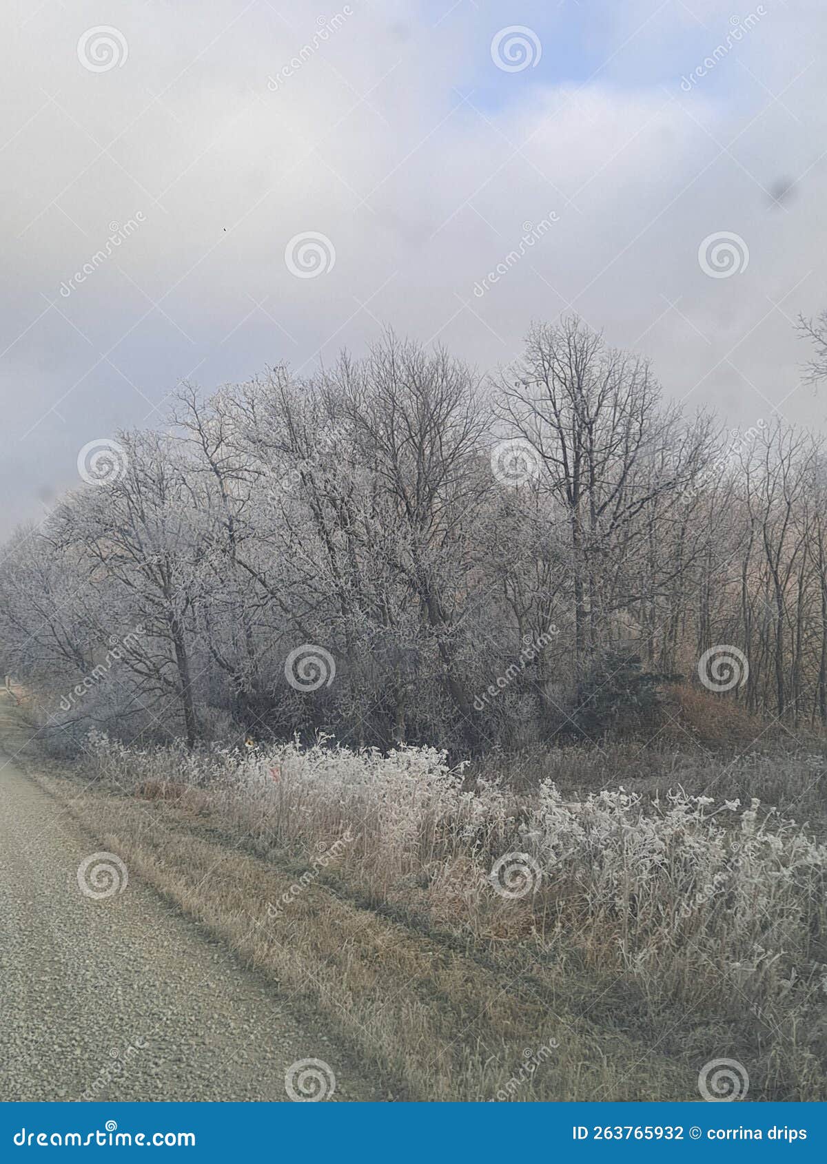 Heavy Frost on the Trees after a Foggy Frost Set in. Stock Photo ...