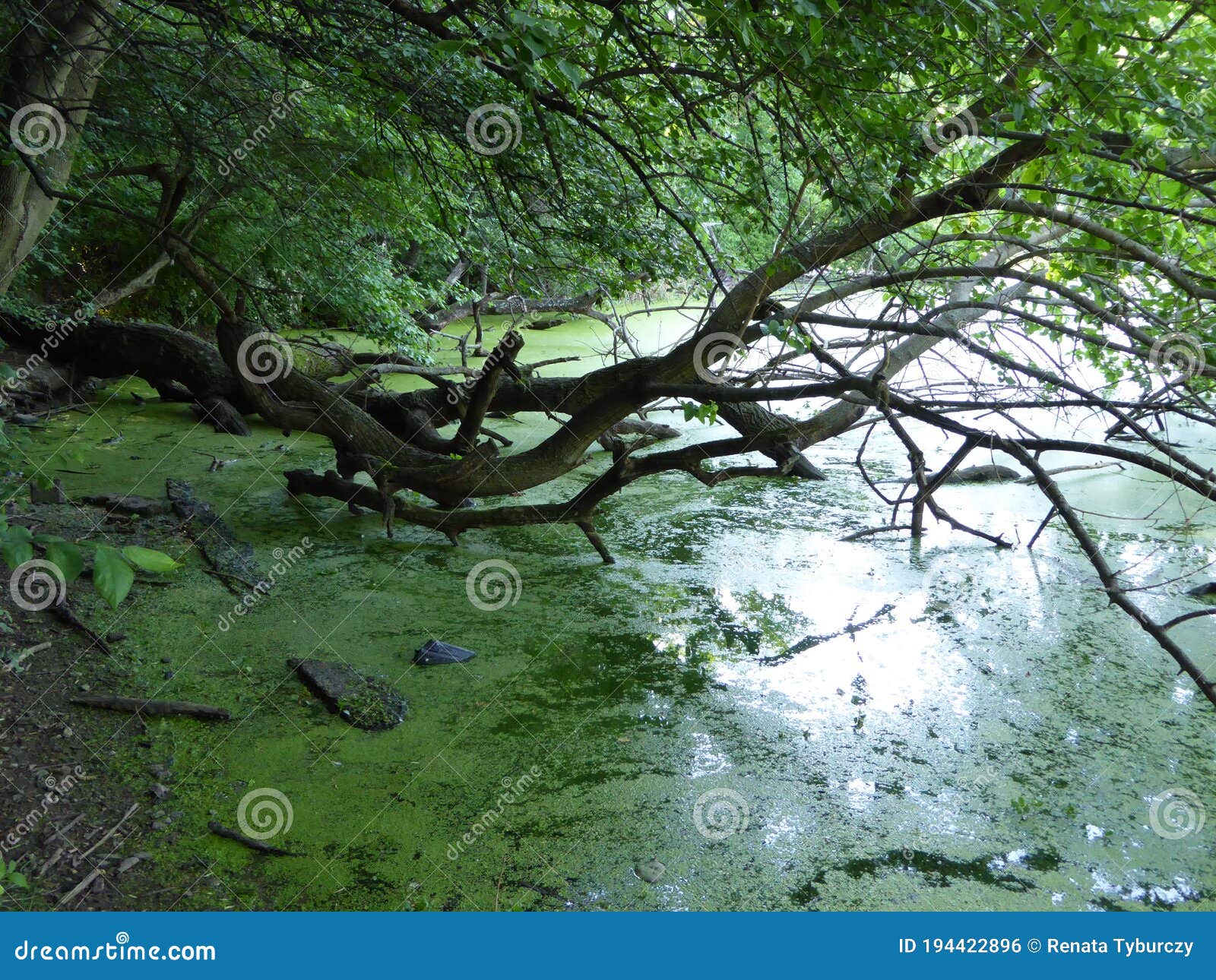 Heavy Green Door Royalty-Free Stock Photo | CartoonDealer.com #39384441