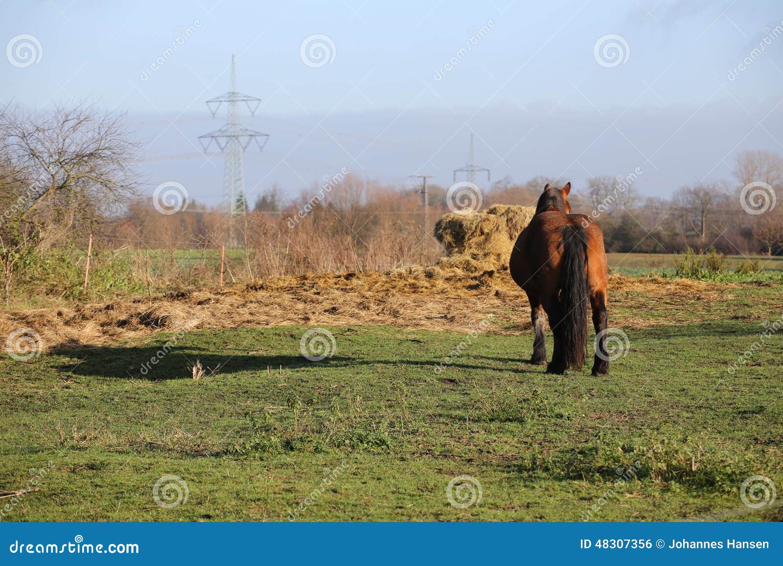 Heavy Horse and Hay Bale stock photo. Image of bale, shadow - 48307356