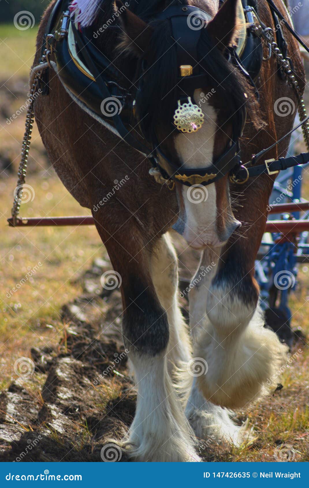 Heavy Horse Pulling Plough. Front View Stock Image - Image of implement ...