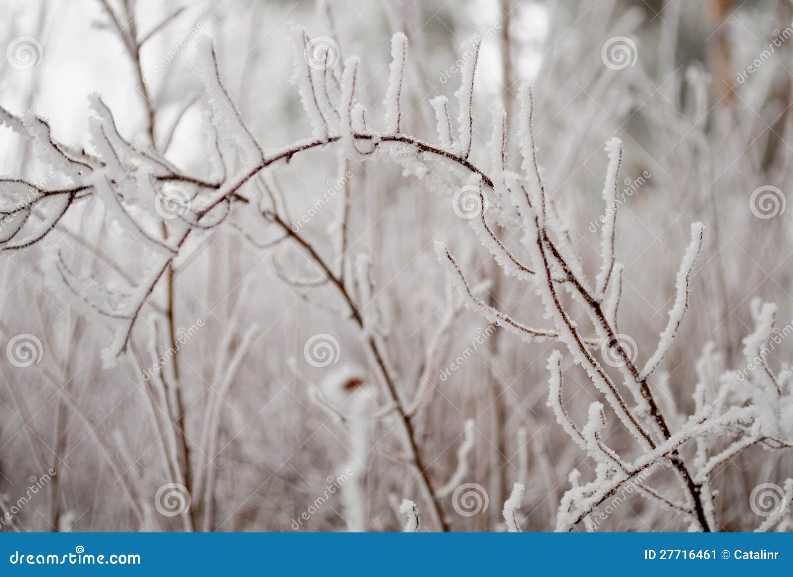 Heavy ice bending branches stock image. Image of natural - 27716461