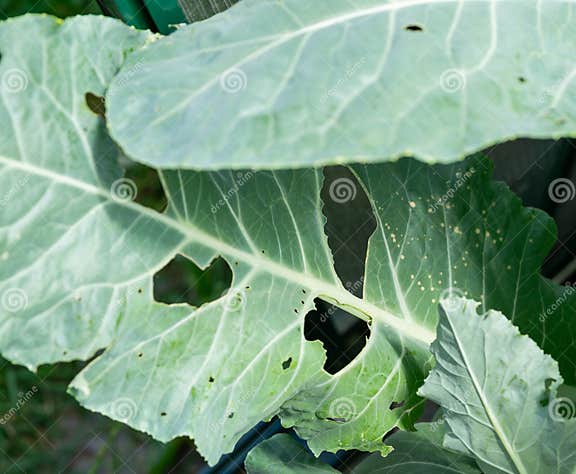 Heavy Leaf Damage on White Cabbage 03 Stock Photo - Image of fresh ...