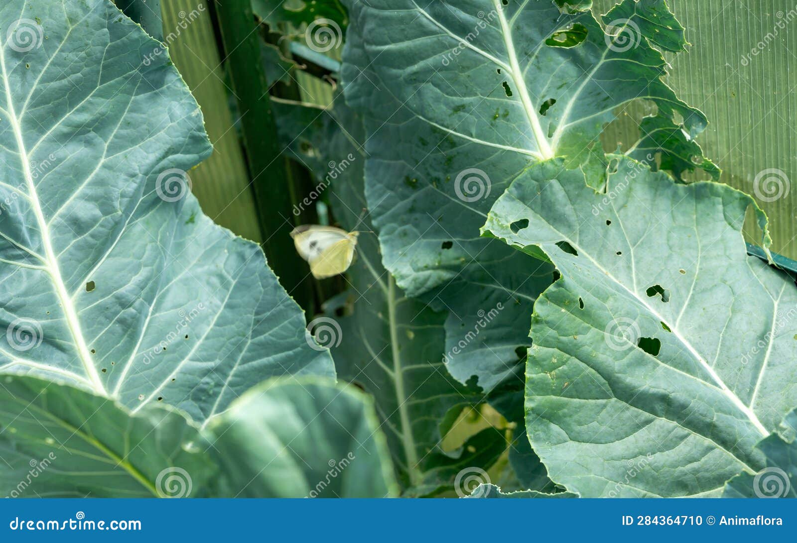 Heavy Leaf Damage on White Cabbage 02 Stock Photo - Image of farming ...