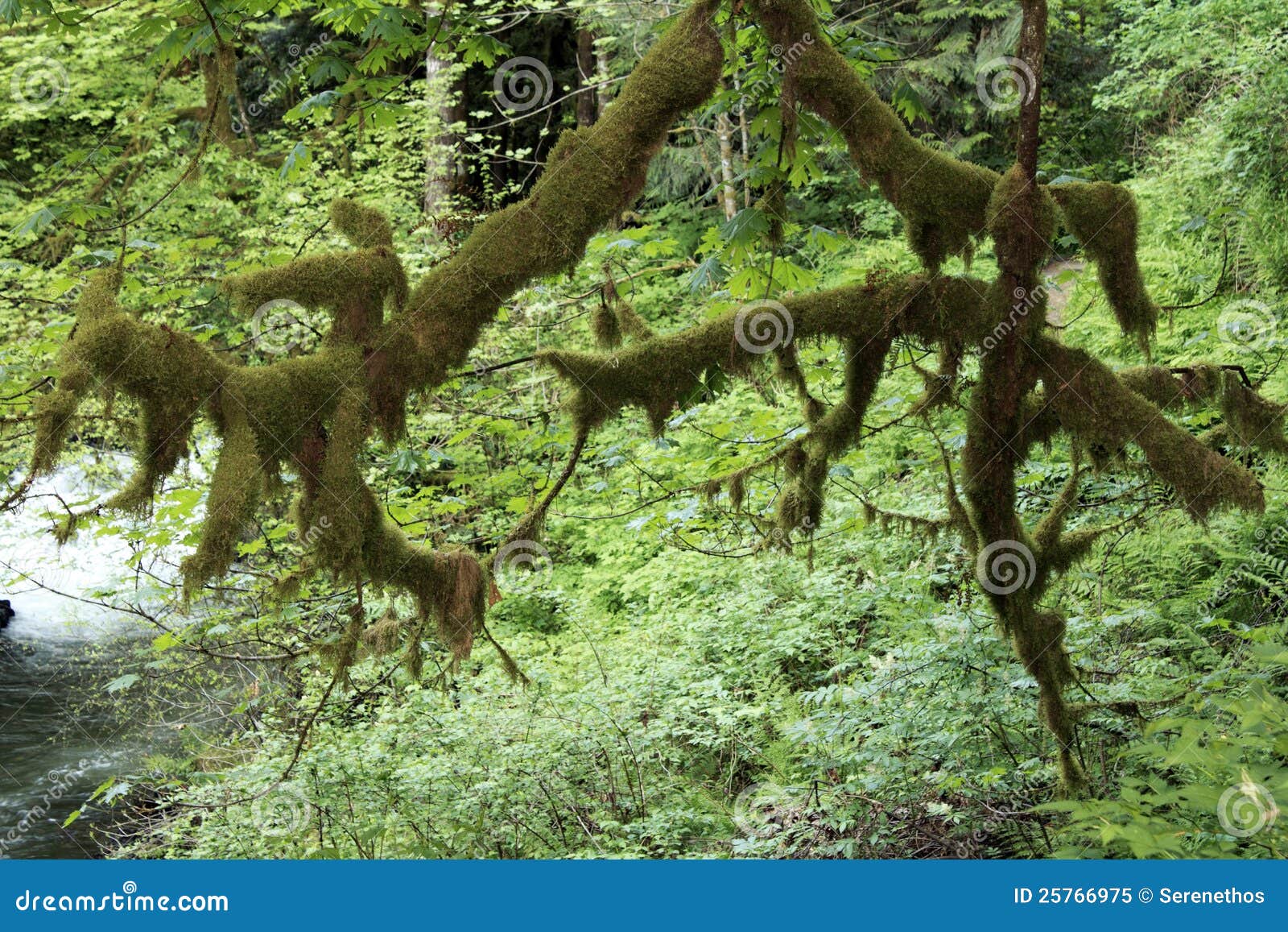 Heavy Lichen on Tree Branches Stock Image - Image of growth, evergreen ...