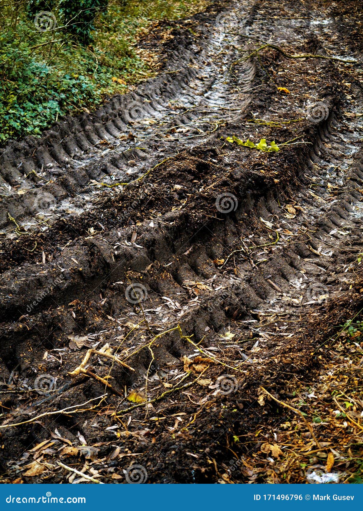 Heavy Machinery Track in a Forest, Concept Forest Industry Stock Photo ...