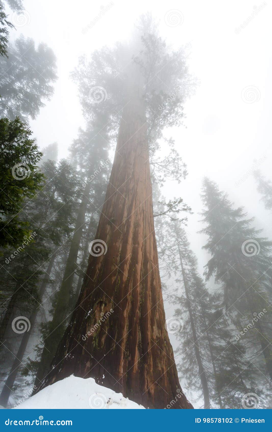 Heavy Mist is Enveloping the Tops of the Giant Sequoia Trees Stock ...