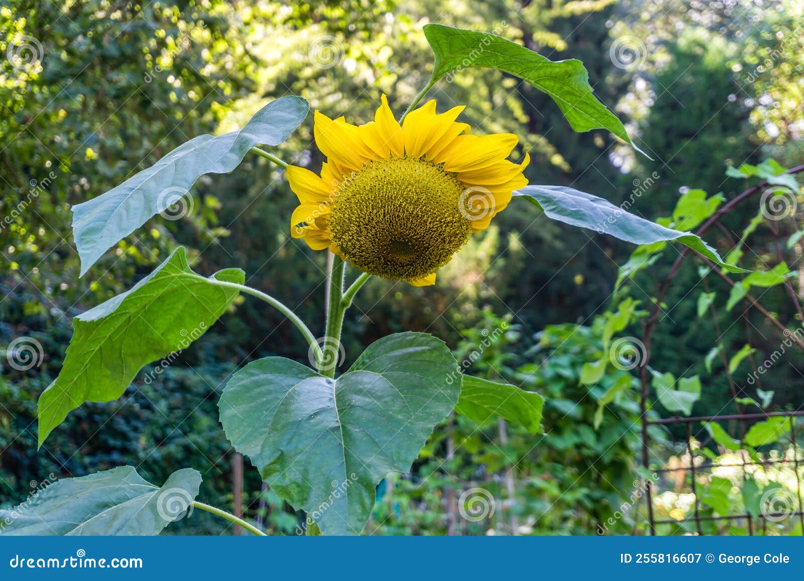 Heavy Pea Patch Sunflower 2 Stock Image - Image of hanging, flower ...