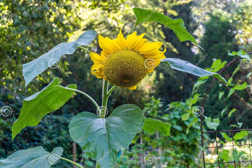 Heavy Pea Patch Sunflower 2 Stock Image - Image of hanging, flower ...