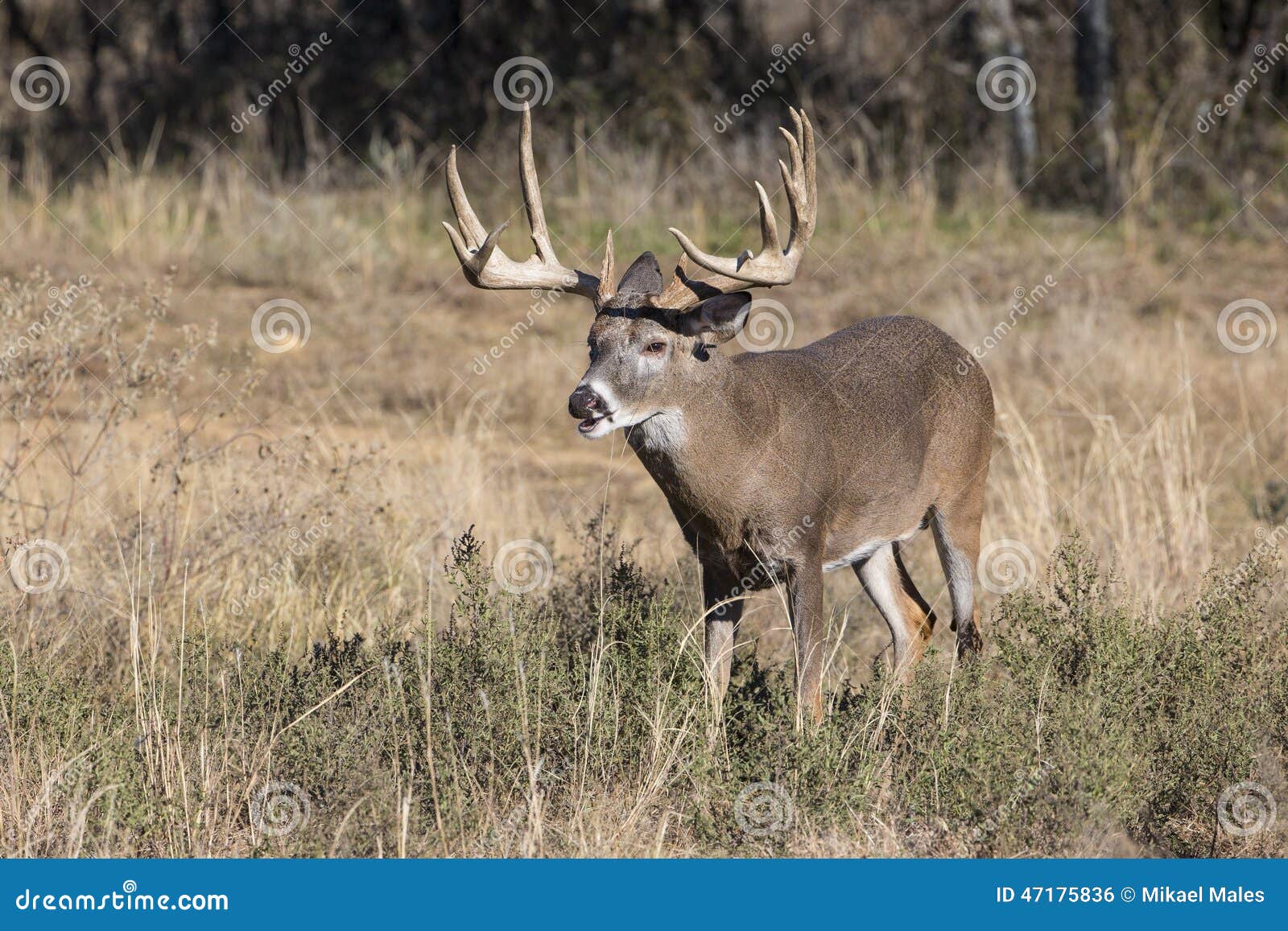 Heavy Rack of Whitetail Deer Stock Photo - Image of boone, racked: 47175836