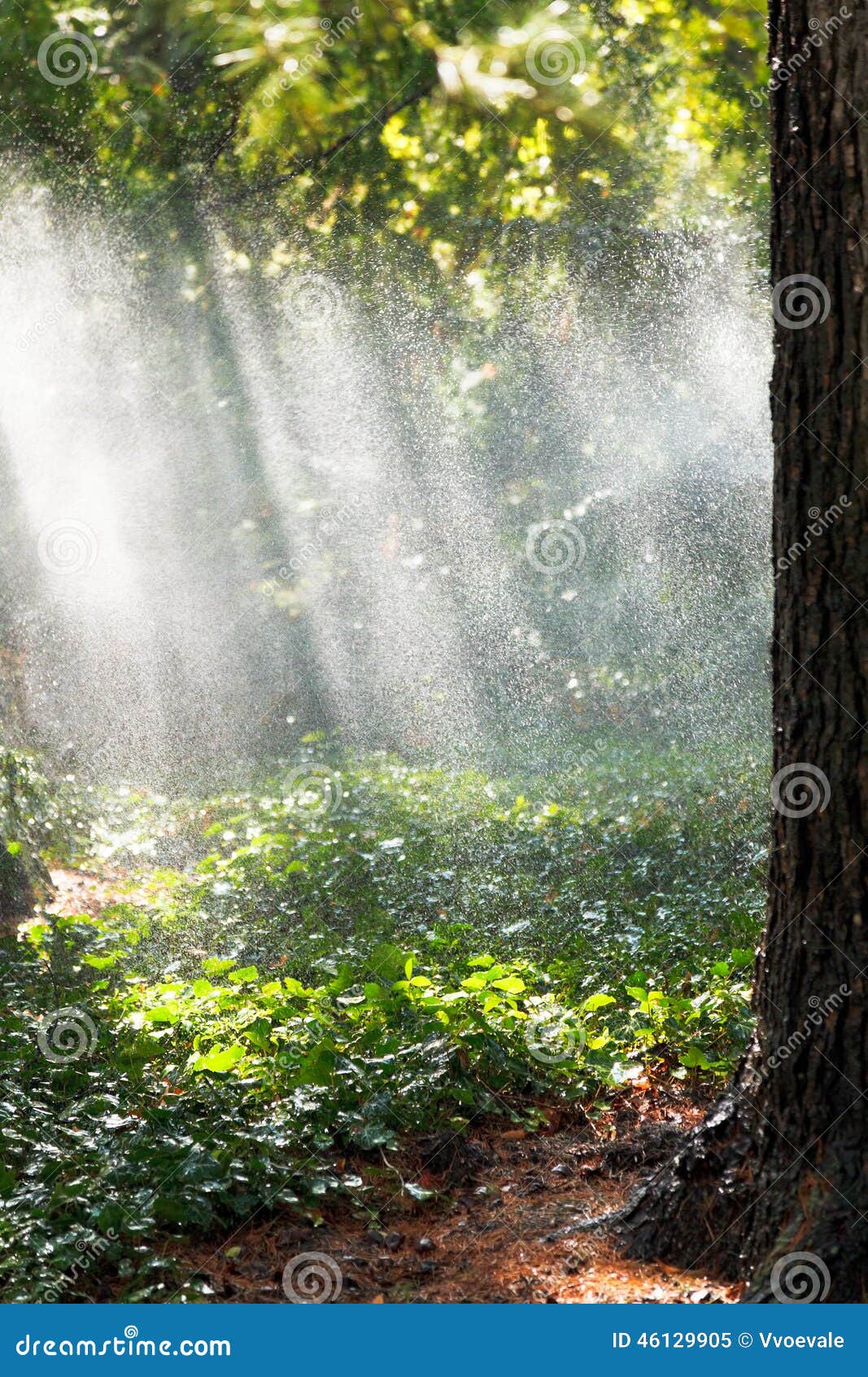 Heavy Rain in Forest in Sunny Autumn Day Stock Image - Image of ...