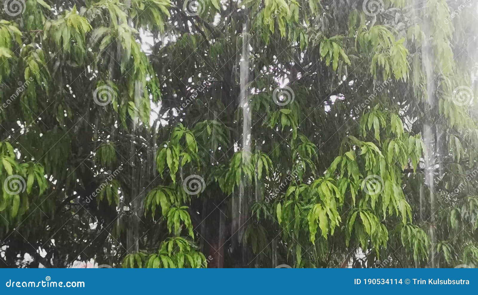 The Heavy Rain on Mango Tree Background. Stock Footage - Video of ...