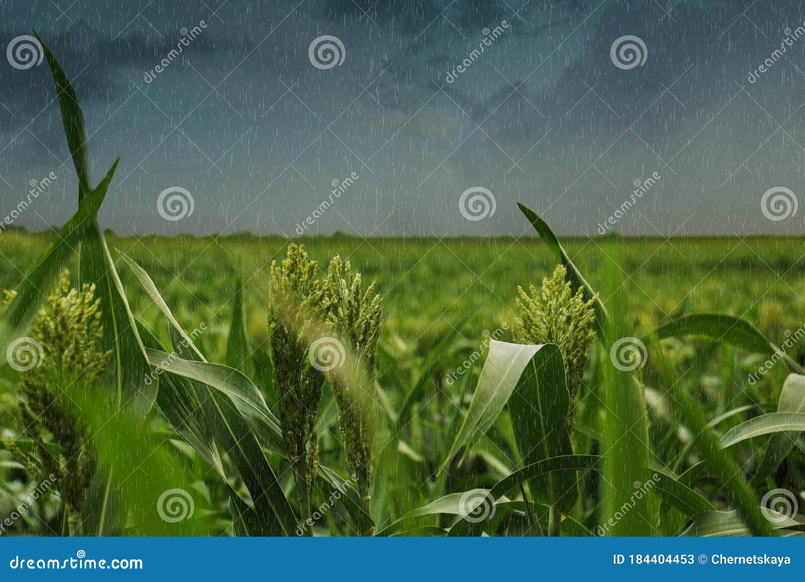 Heavy Rain Over Corn Plants in Field on Grey Day Stock Image - Image of ...