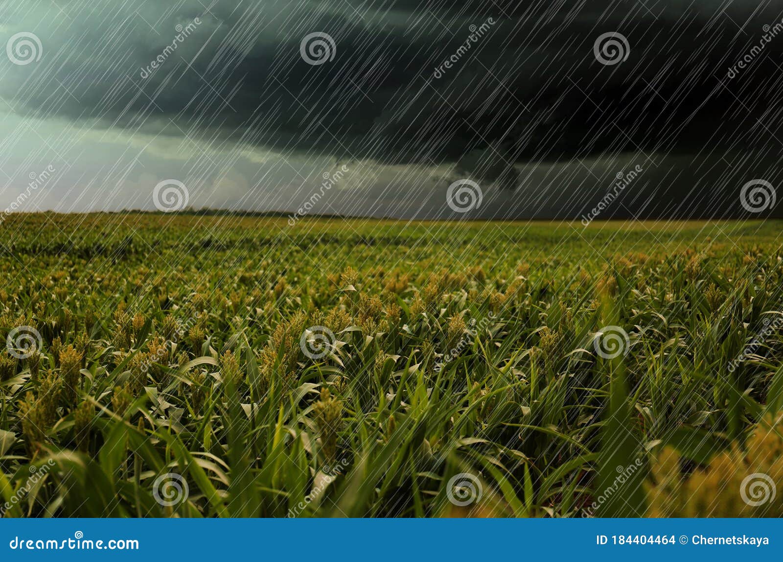Heavy Rain Over Green Corn Plants in Field on Day Stock Photo - Image ...