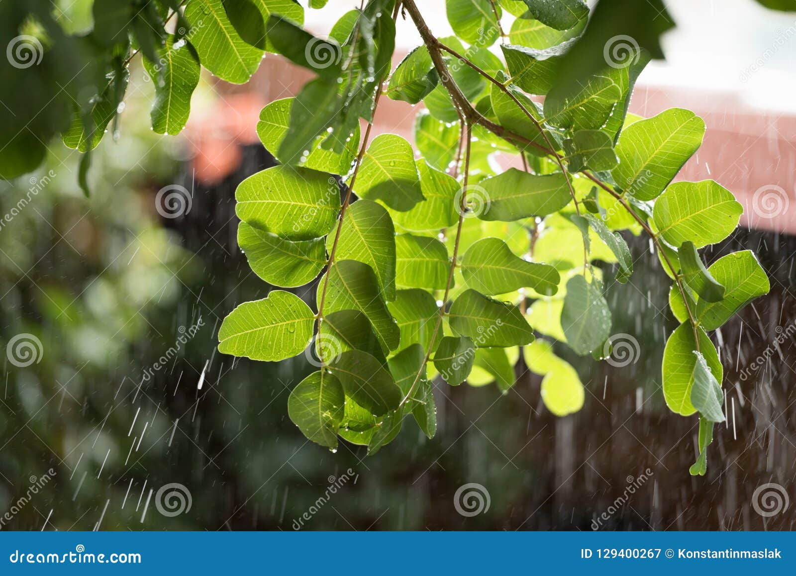 Heavy Rain Over Green Tree Backlighted Stock Image - Image of botanical ...
