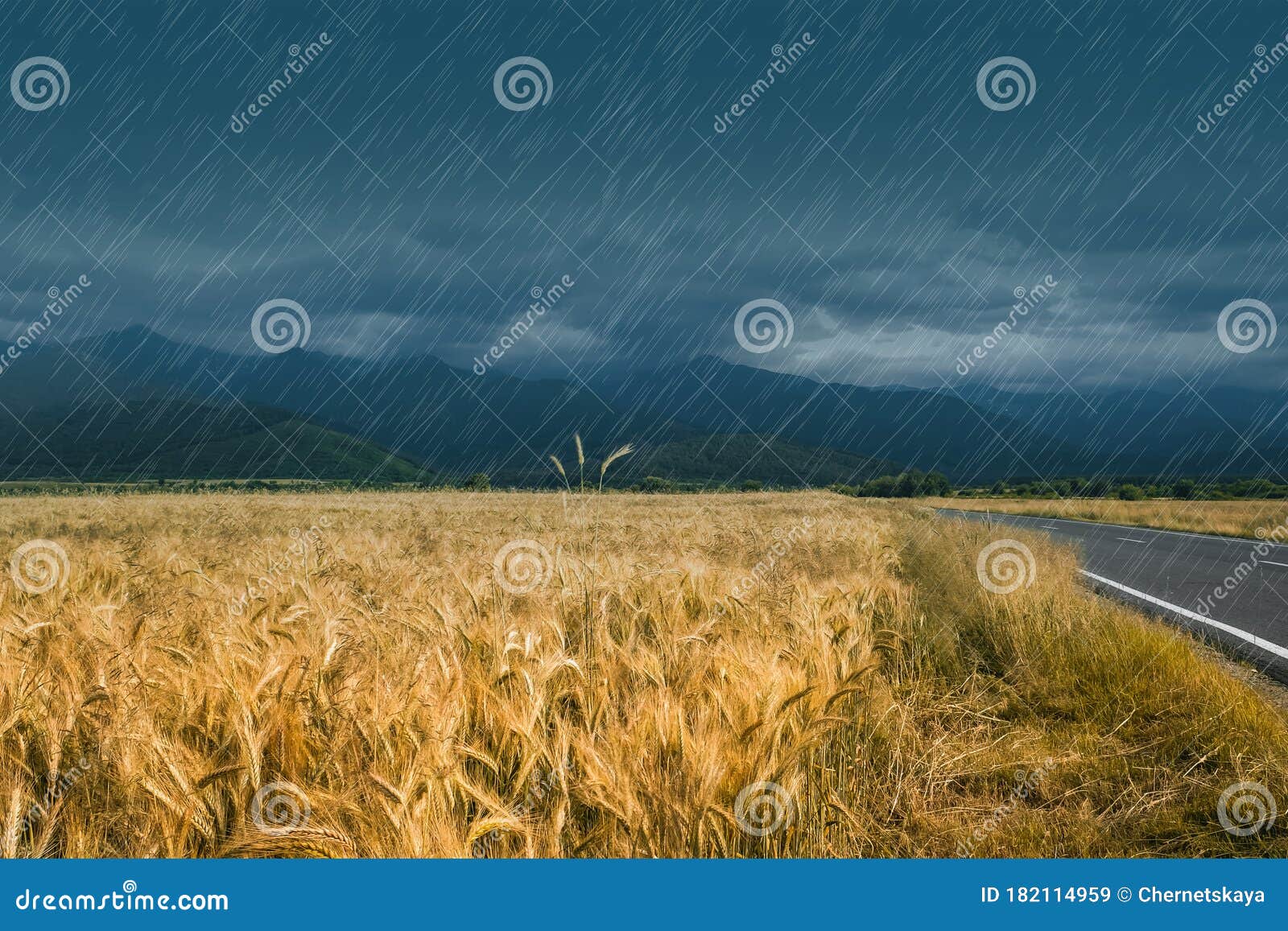 Heavy Rain Over Wheat Field on Day Stock Image - Image of amazing ...