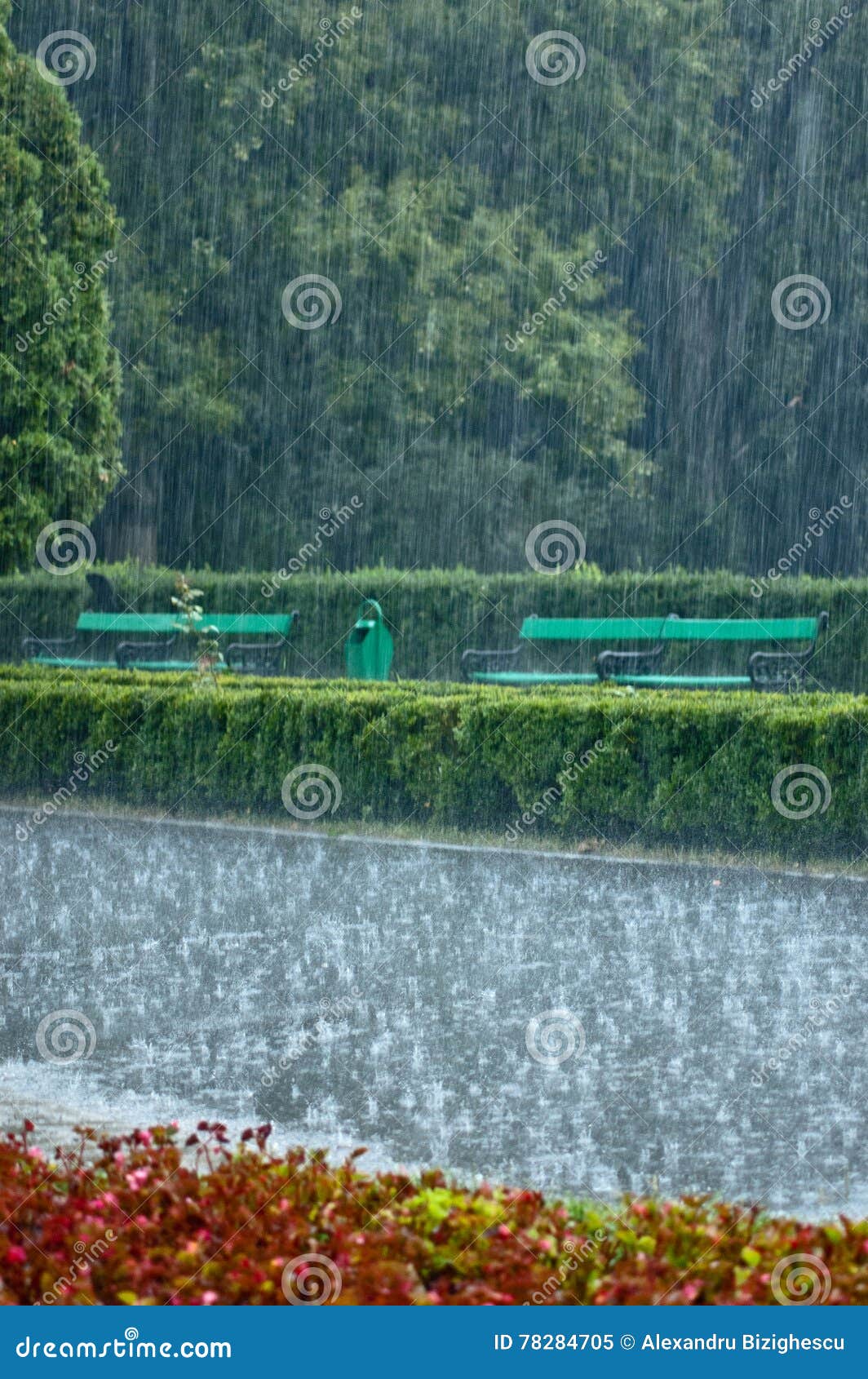 A heavy rain in the park stock image. Image of trees - 78284705
