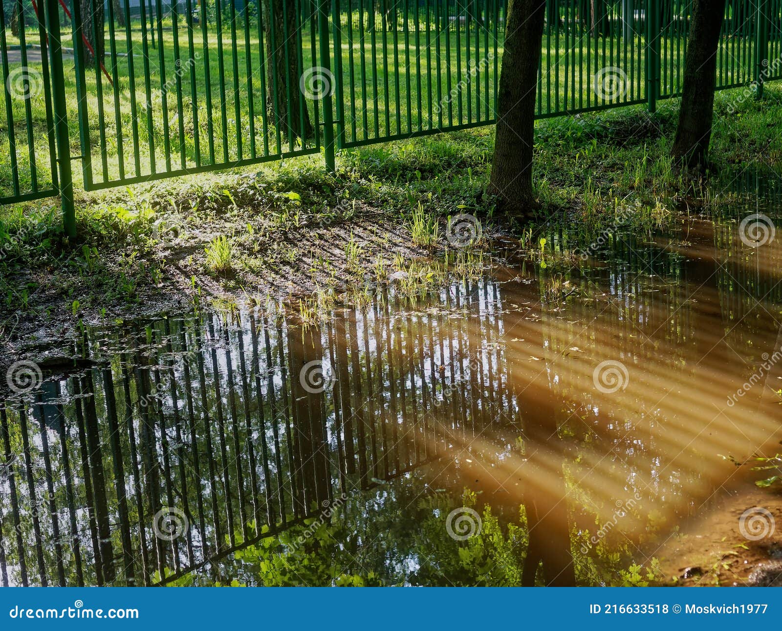 Heavy Rain and Puddles in the Park Stock Photo - Image of outdoors ...