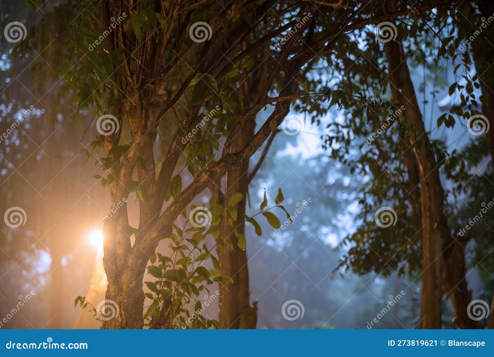 Raindrops Falling From The Tree