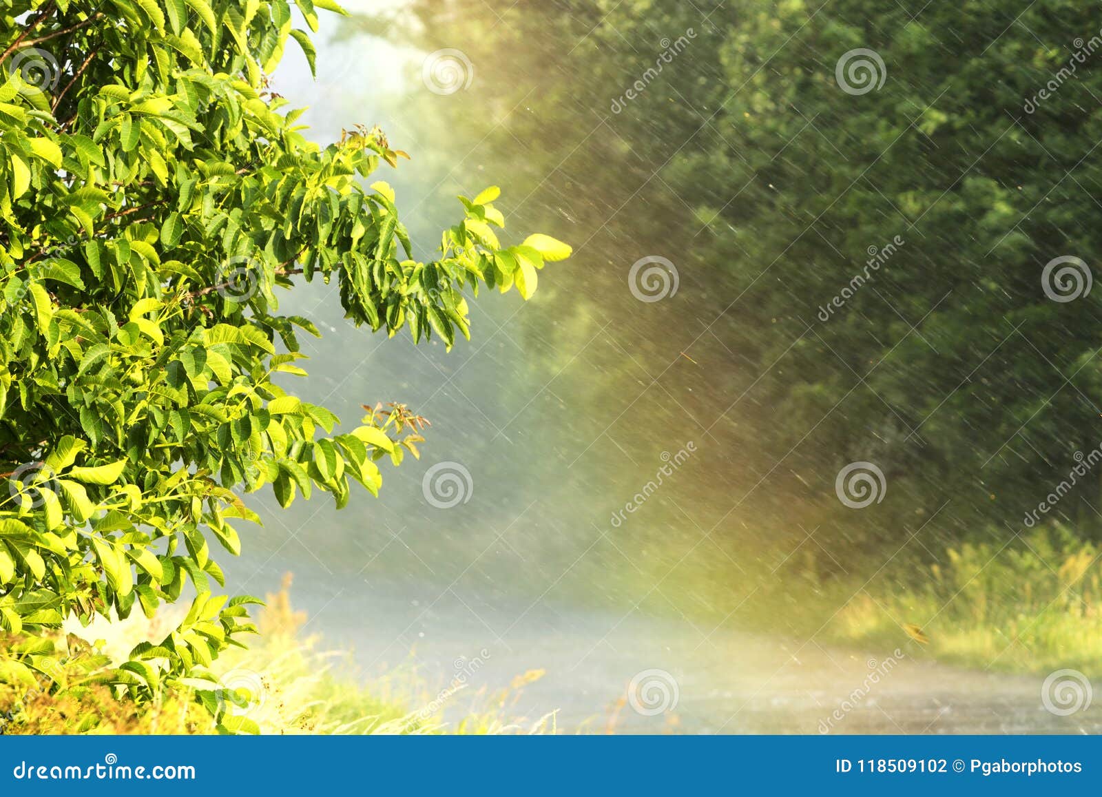 Heavy rain in summer time stock photo. Image of colors - 118509102