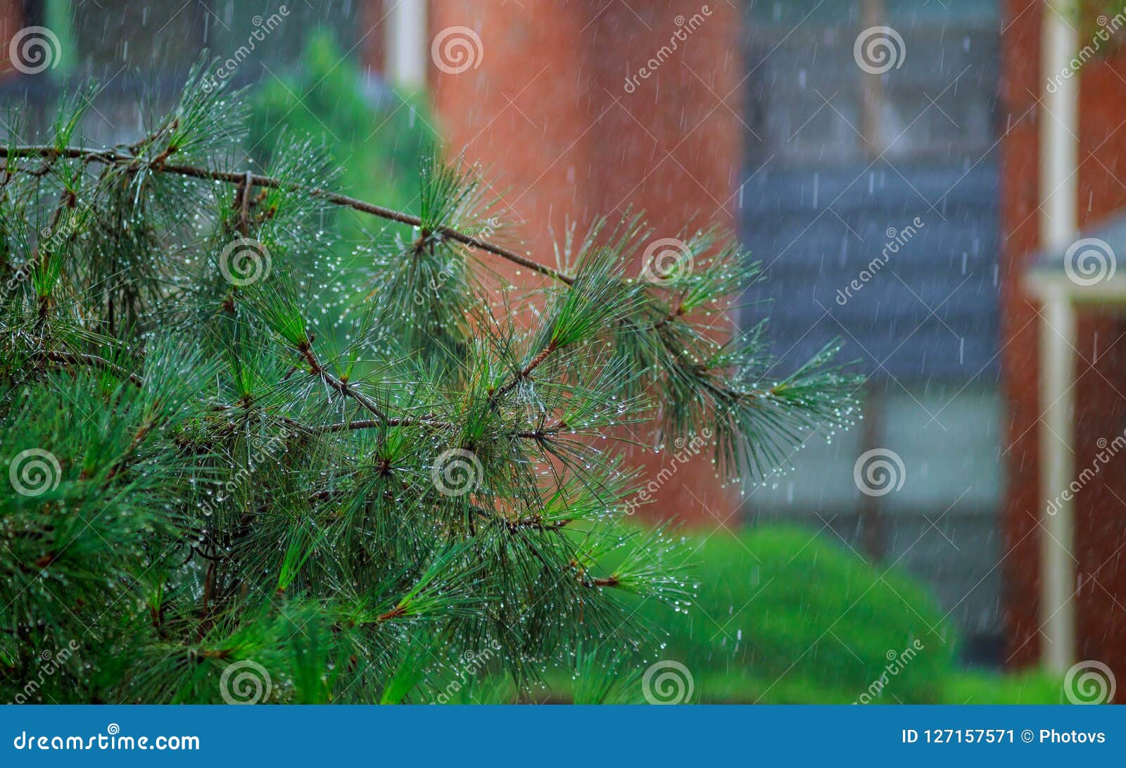 Heavy Rain during a Thunderstorm in Heavy Rainfall Stock Image - Image ...