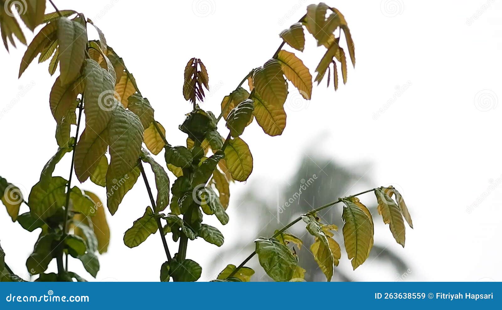 Heavy rain on tree stock video. Video of ecosystem, horizontal - 263638559