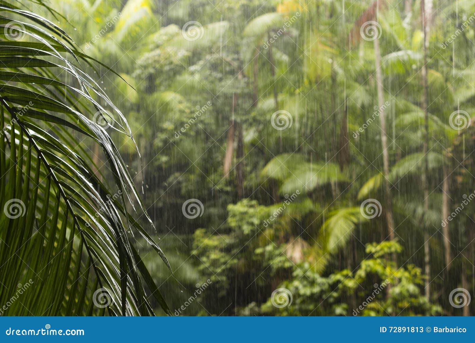 Heavy Rain in Tropical Forest Stock Image - Image of tropical, brasil ...