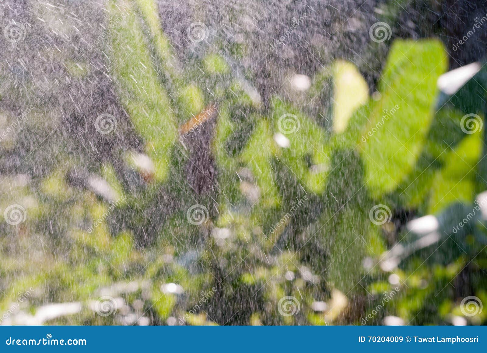 Heavy Rain stock image. Image of earth, natural, rainforest - 70204009