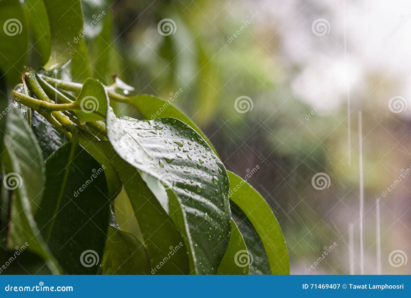 Heavy Rain stock image. Image of water, tree, sunlight - 71469407