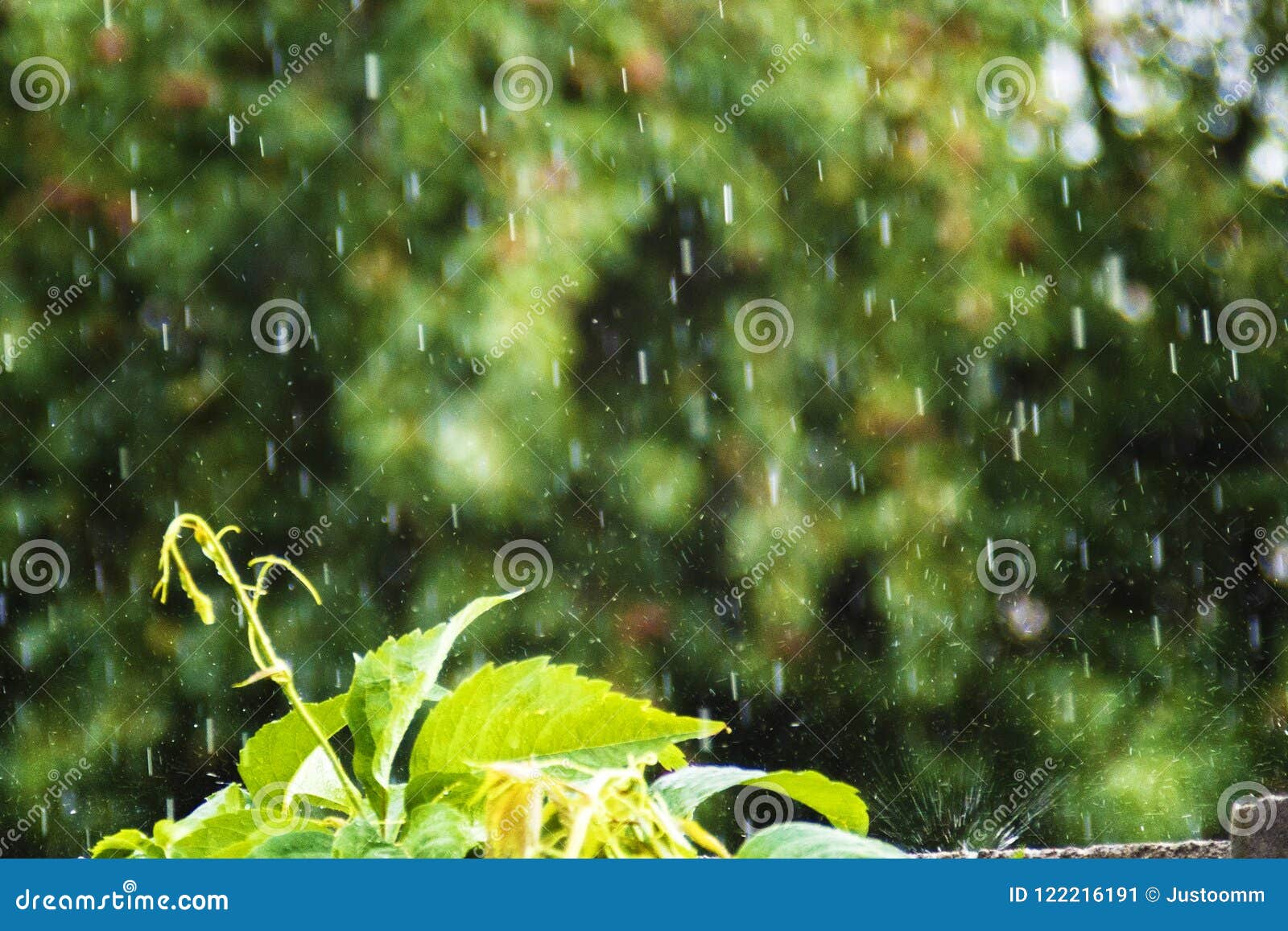 Heavy Rain ,vertical Drops Against Trees Stock Image - Image of falling ...