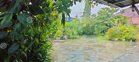 Heavy Rain in the Yard of a House Stock Photo - Image of garden, rain: 357449172
