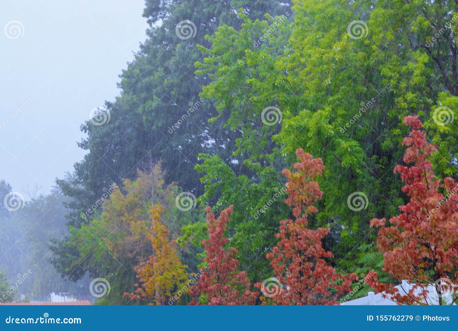 Heavy Raining in at Backyard Against the Tree Stock Image - Image of ...