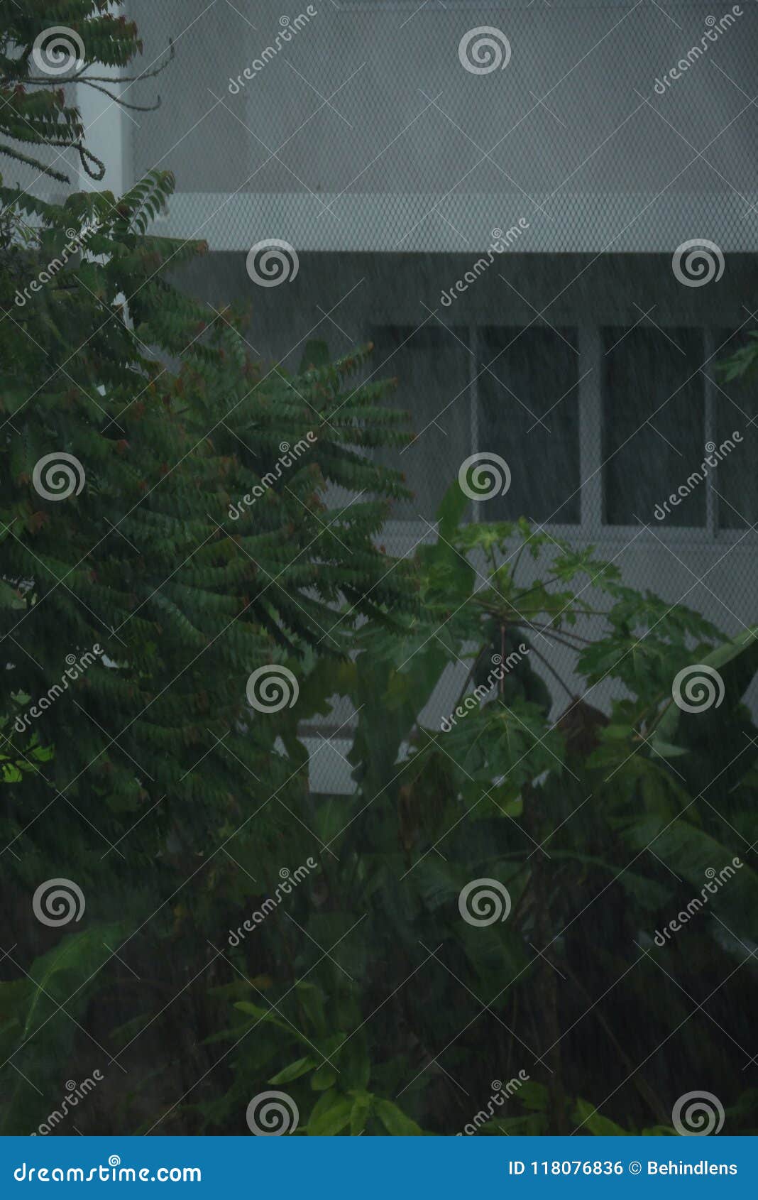 Heavy Raining on Garden and There is Rain Dropped on the Tree Stock ...