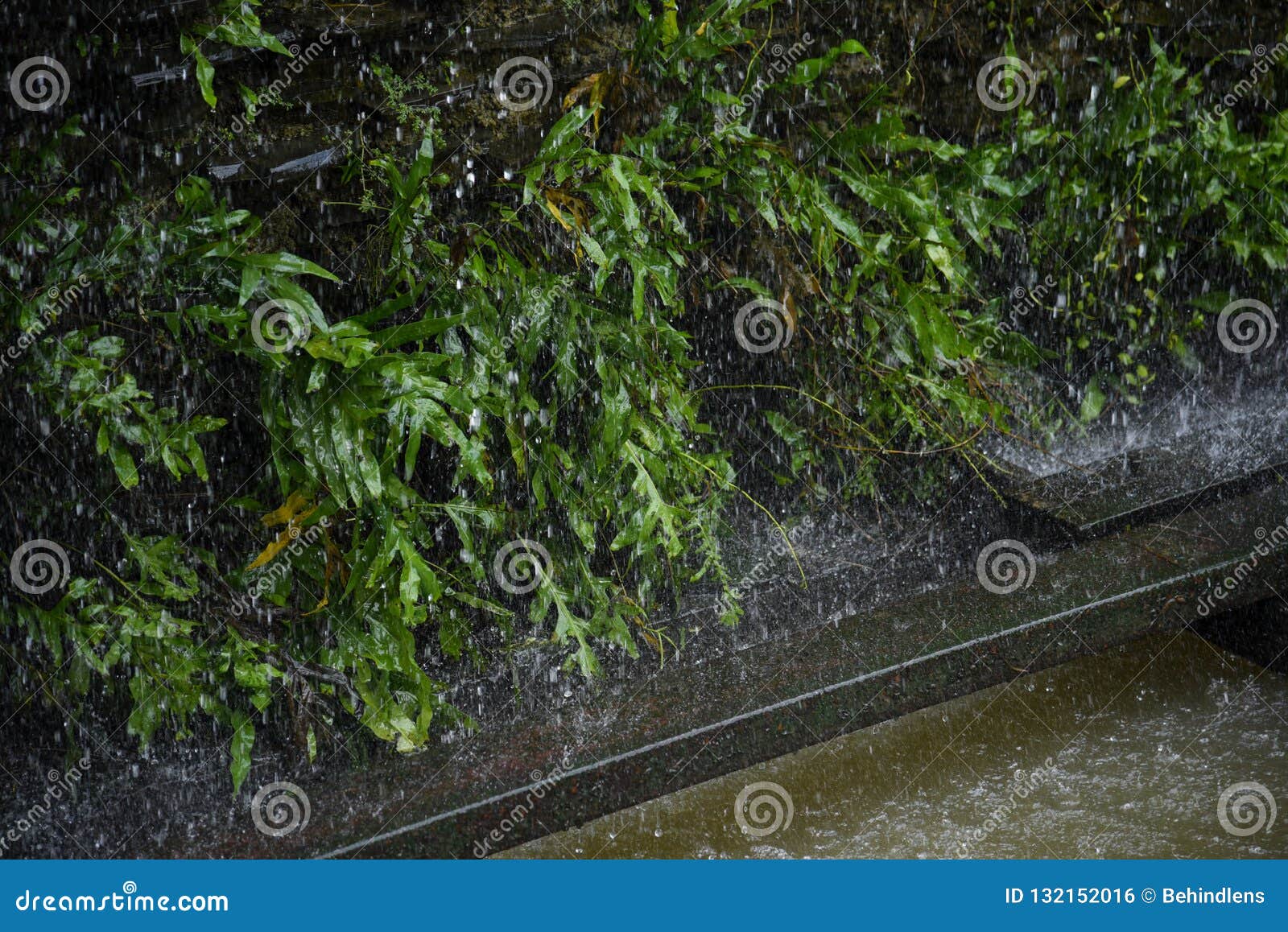 Heavy Raining on Green Leaf Stock Photo - Image of leaves, life: 132152016