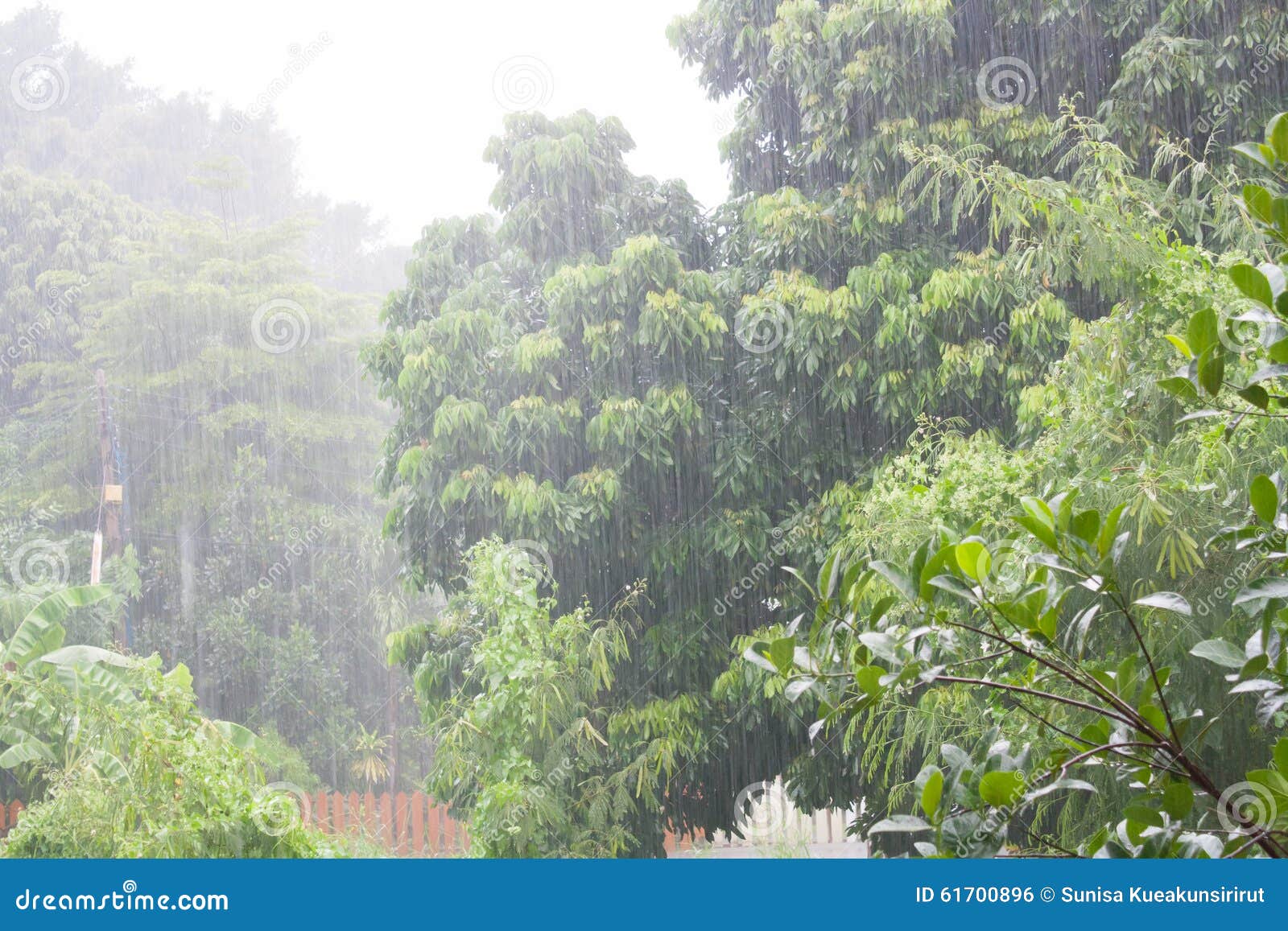 Heavy Raining in the Tropical Forest Stock Photo - Image of shower ...