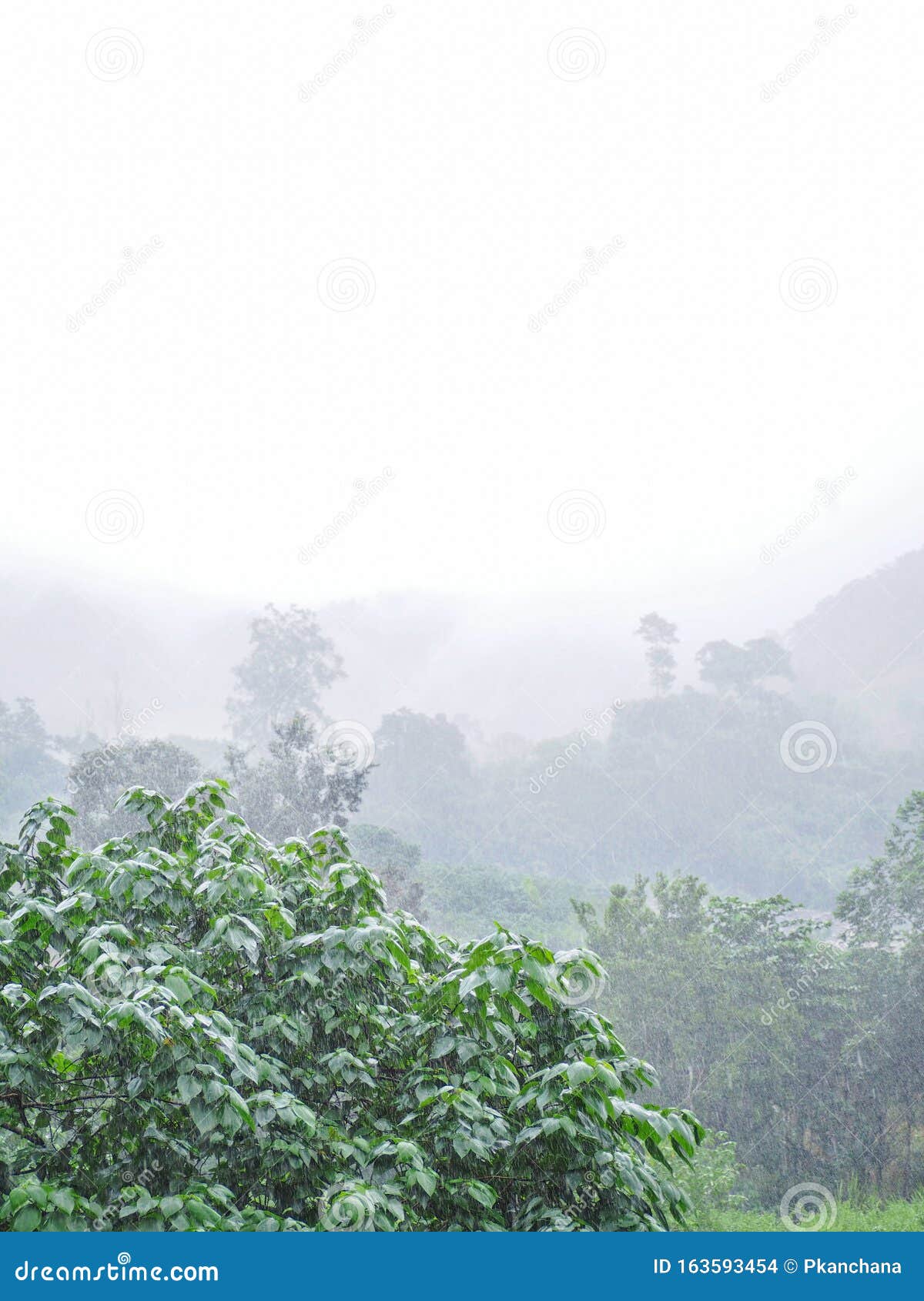 Heavy Raining in the Tropical Green Forest Stock Photo - Image of ...