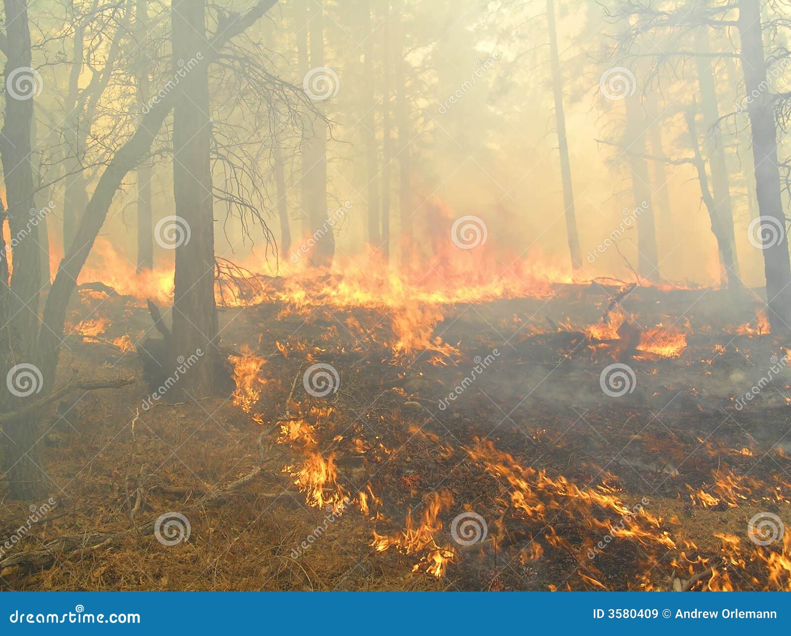 Heavy Smoke stock image. Image of burning, tree, flame - 3580409