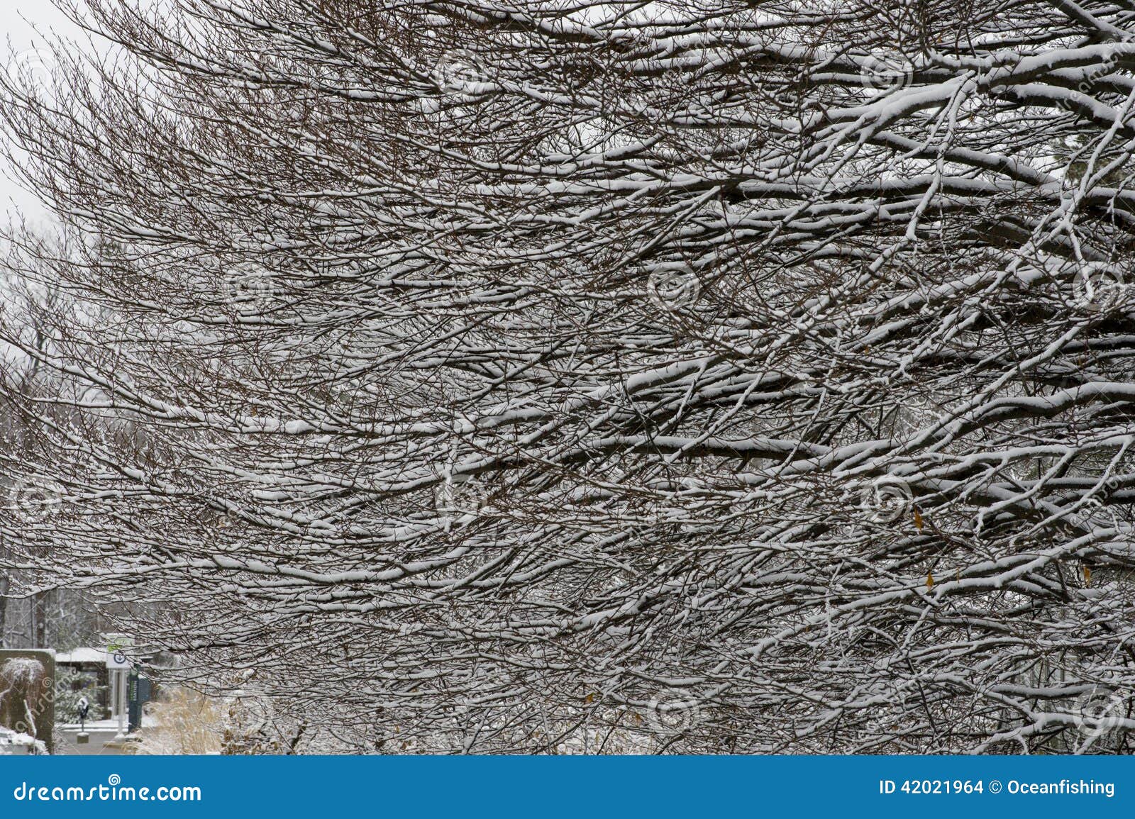 Heavy snow stock photo. Image of ideas, branch, scene - 42021964