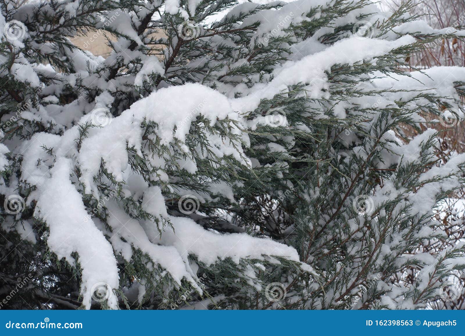 Heavy Snow on Branches of Juniper Stock Image - Image of winter, leaf ...