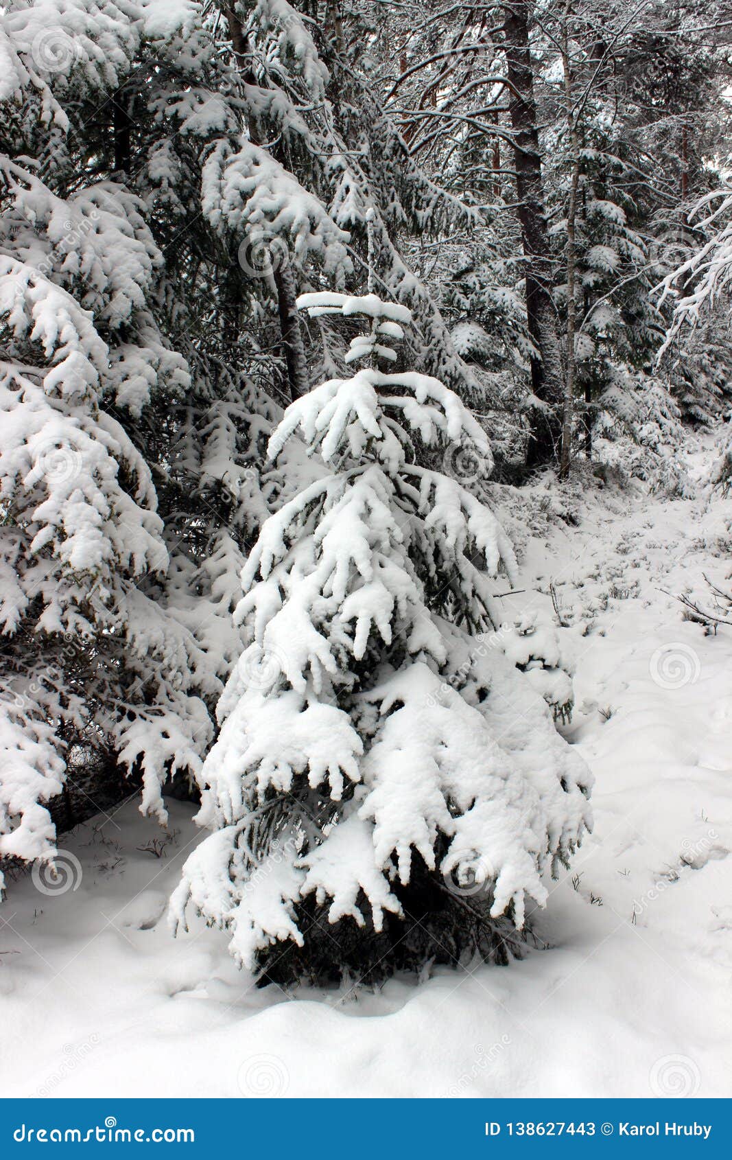 A Heavy Snow Covered Solo Spruce Stock Image - Image of cluster, cloudy ...