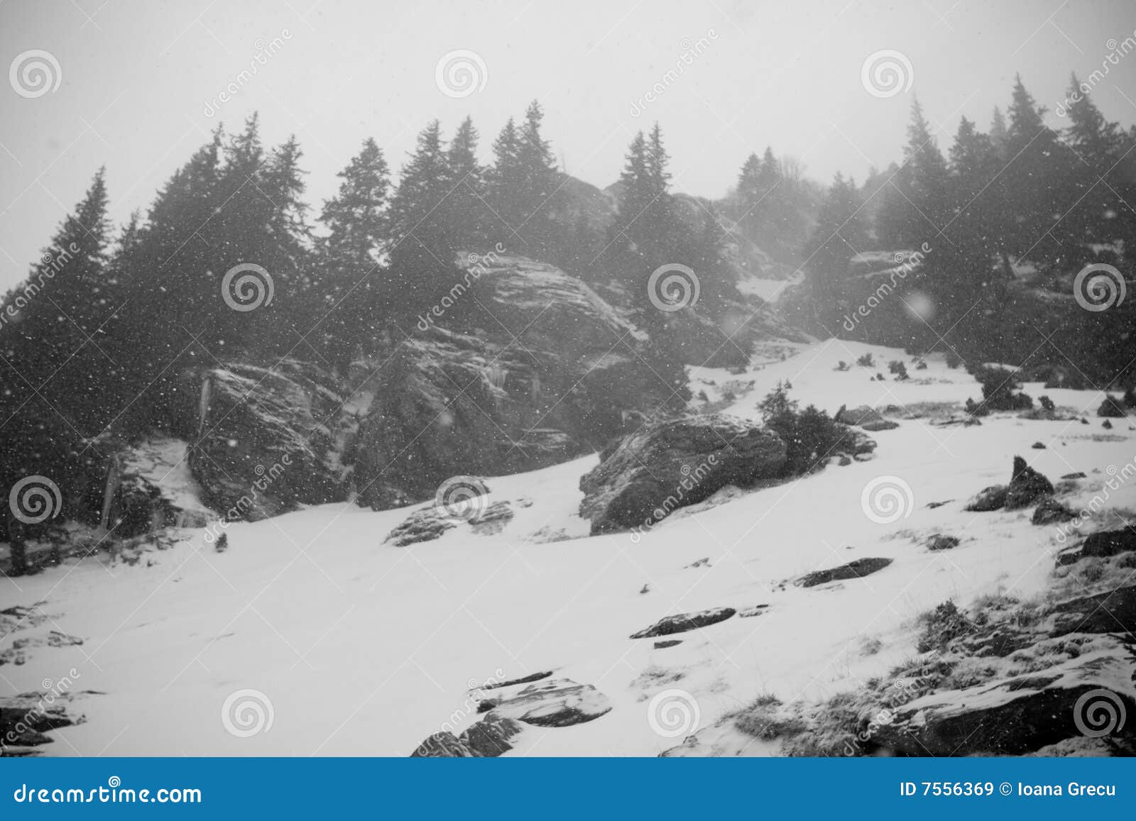 Heavy snow fall stock image. Image of cold, gloomy, falling - 7556369