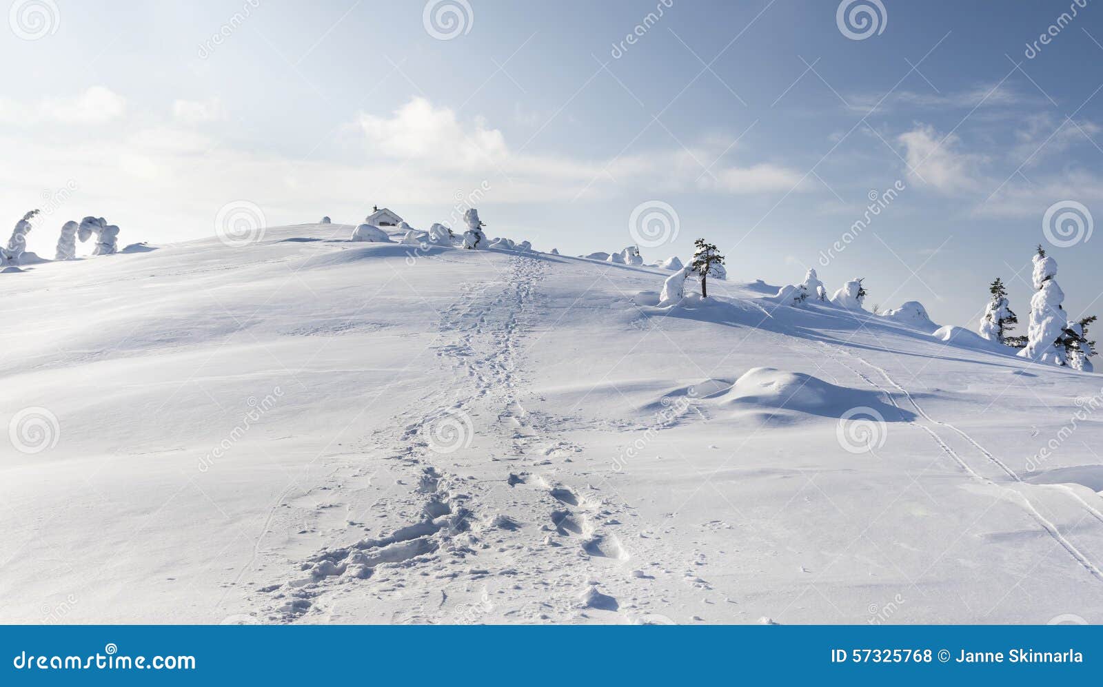 Heavy snow stock photo. Image of load, hard, crown, blue - 57325768