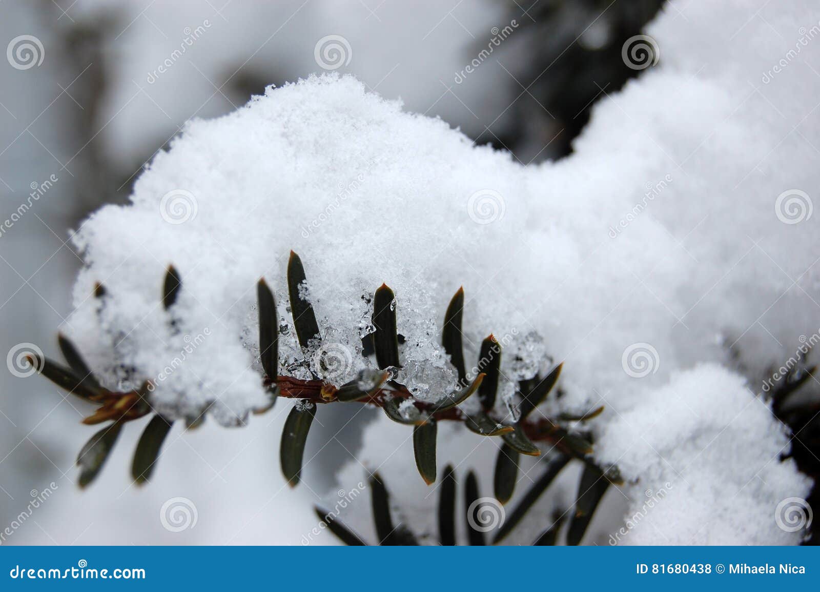 Heavy Snow on Fir Tree Branch Stock Photo - Image of coniferous ...