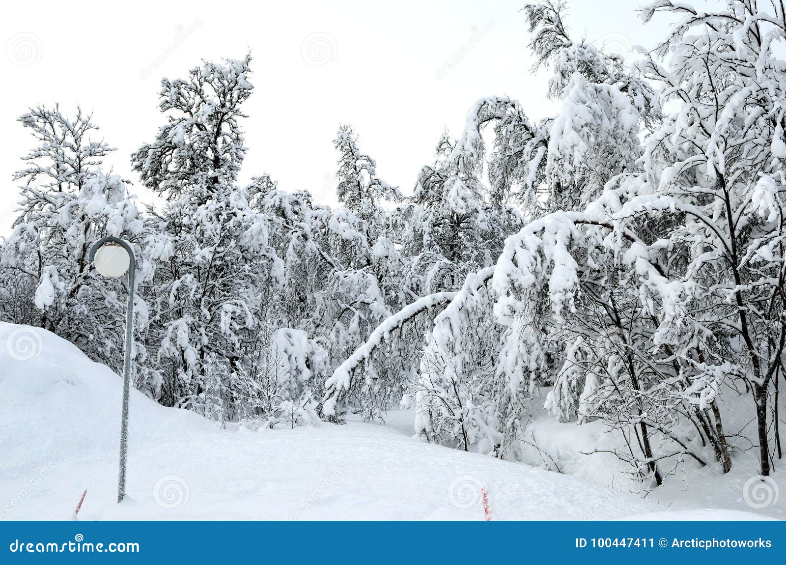 Heavy snow on forest stock image. Image of branch, snow - 100447411