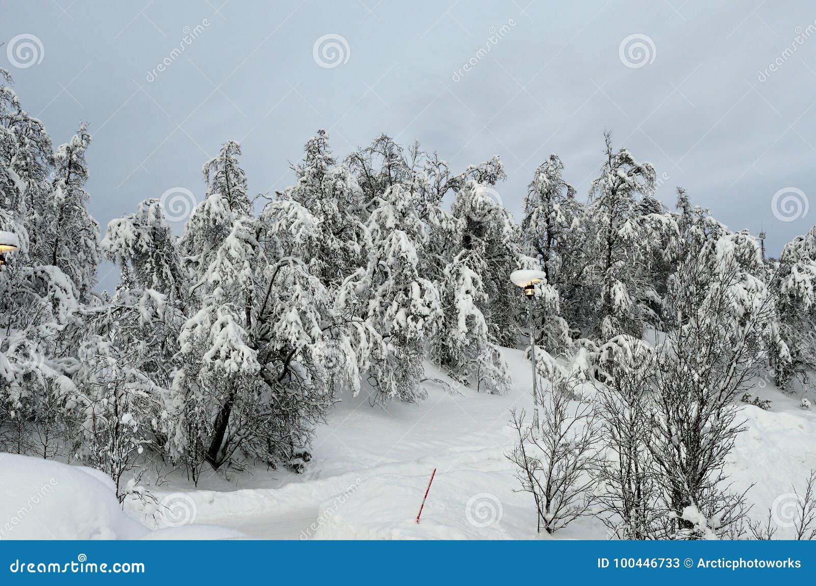 Heavy Snow on Forest with Light Pole Stock Image - Image of frosty ...