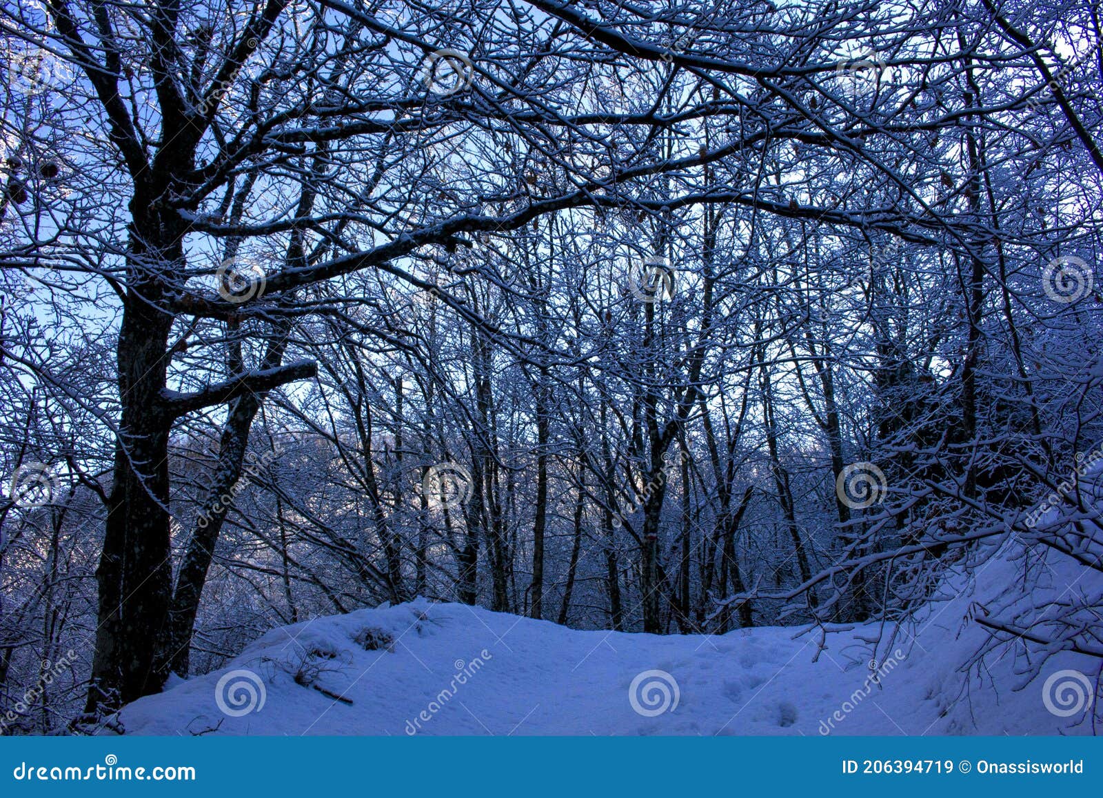 Heavy Snow Forest Mountains Scene Stock Image - Image of scene, forest ...
